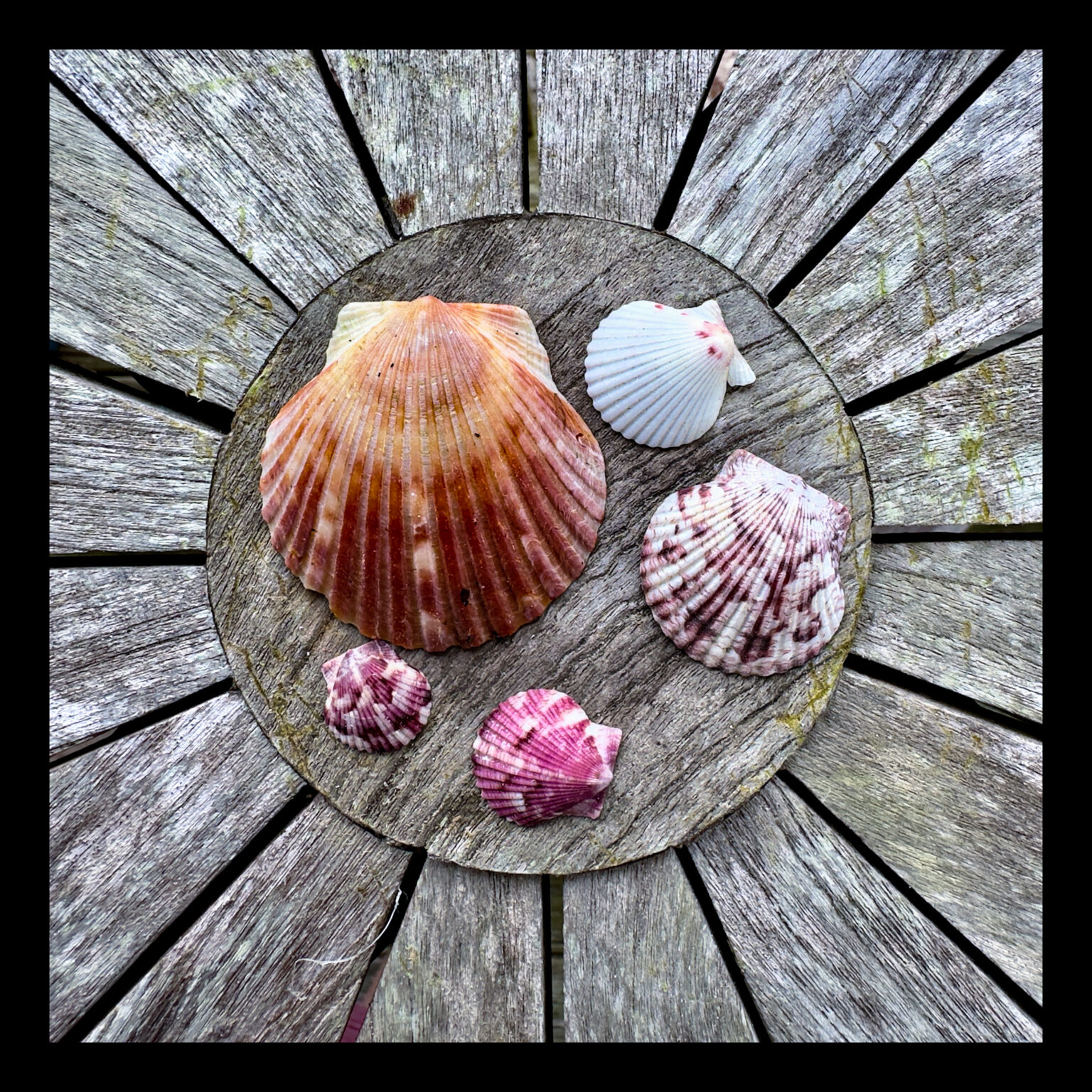 Shelling Identification - Fishing Charter & Boat Tour - St. George ...